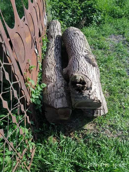 Ёнгог дарахт сотаман
