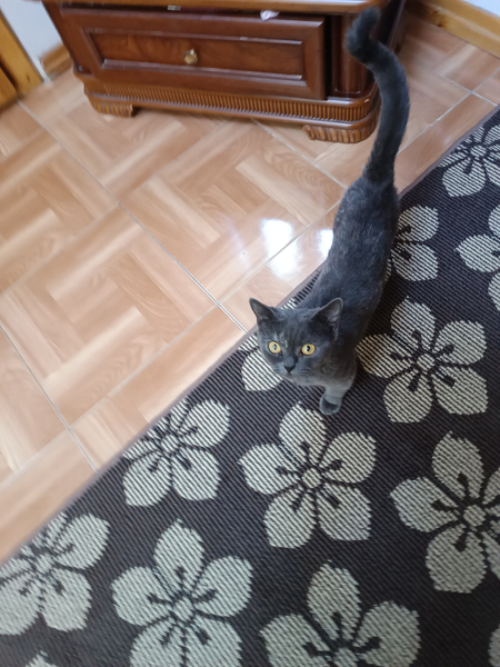 Продается британская кошка