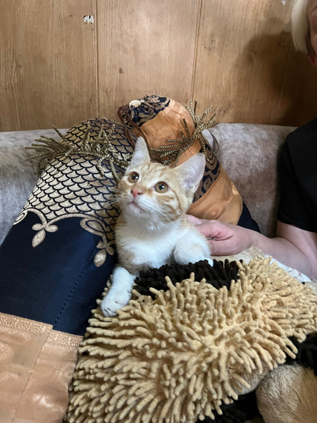 Кошки котята маленькие