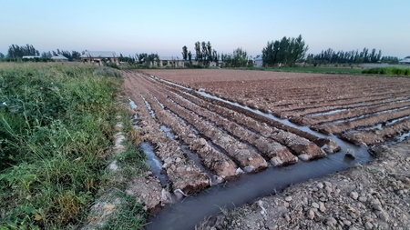 Agarot sotiladi  15.7 sotix