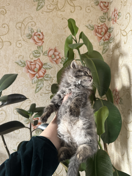 Срочно ! Скоттиш хайленд котенок