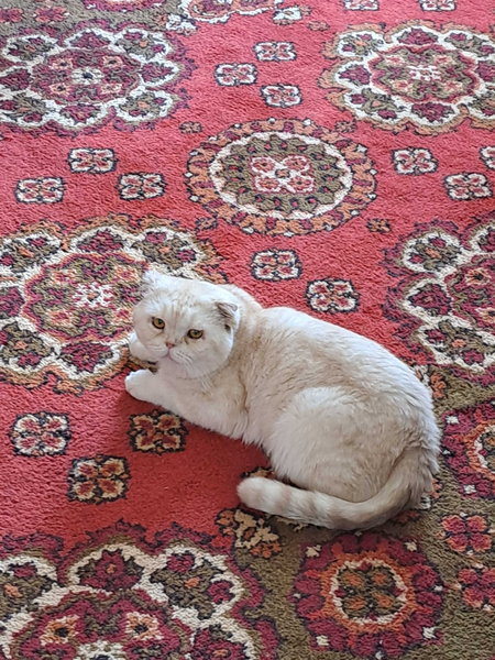 Кот скоттиш фолд, родословный,  ищет подругу для вязки