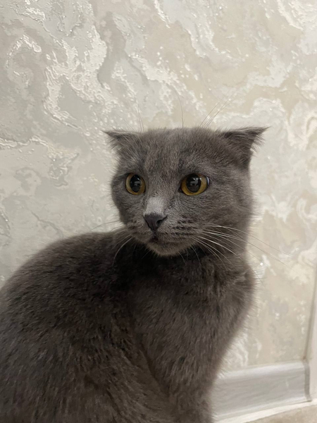 Britanskiy scottish fold