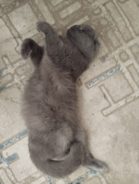 Вязка ( сотилмиди ) Кот скотиш фолд ждёт невесту