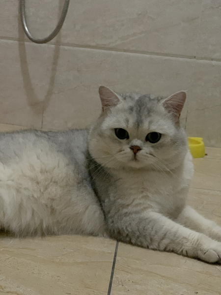 Вязка кот Шиншилла