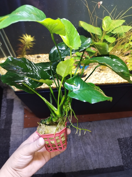 Anubias gigant sort