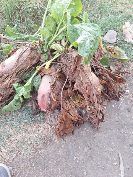 Karmavoy lavlagi
