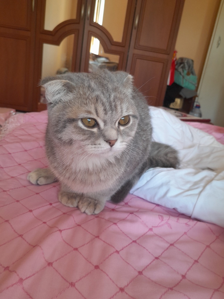 Кот 4 месяца ...