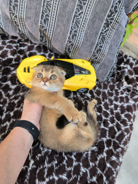 Продаю Котят Скоттиш страйт и скотиш фолд