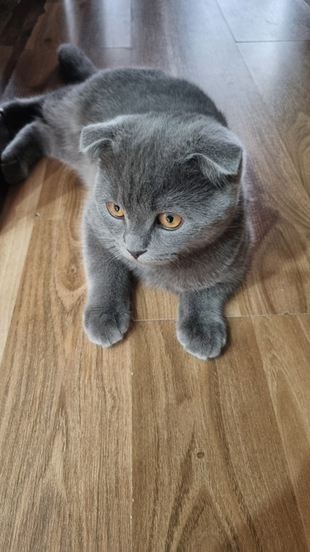Scottish fold sotiladi