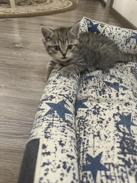 Продажа котят