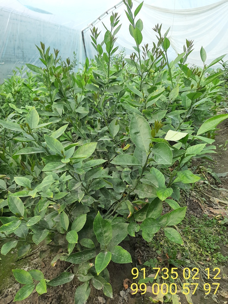 Limon ko'chatlar sotiladi