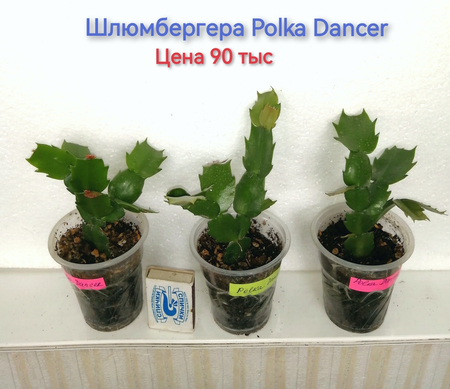 Сортовая шлюмбергера (декабрист) сорт Polka Dancer