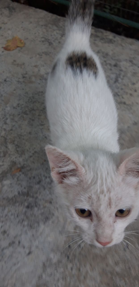 Котёнок,мальчик,умный,весёлый