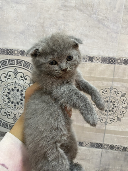 СРОЧНО !! Продаются котята милашки ,Страйд ,Фолд ,