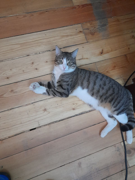 Котята 2 месяца,