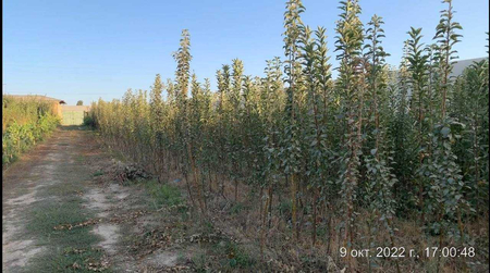 Карлик олма кўчатларимиз бор 3 хил