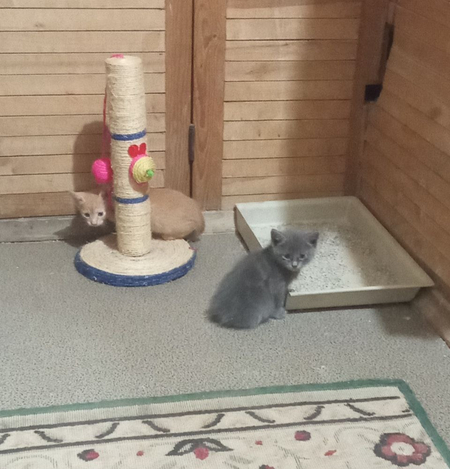 Котята породистые