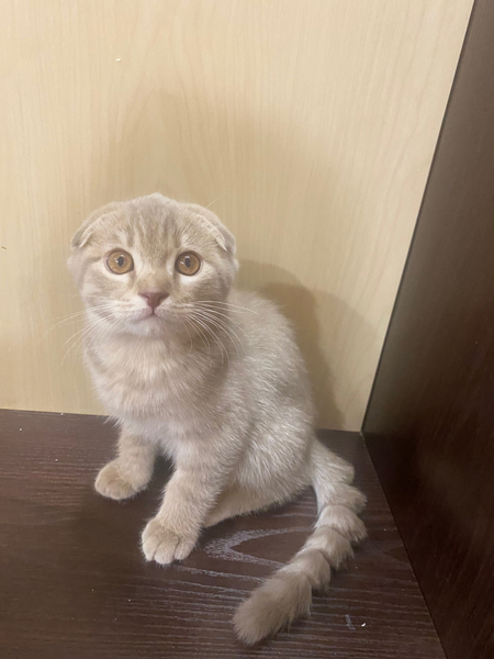 Продаю лилового вислоухого котика