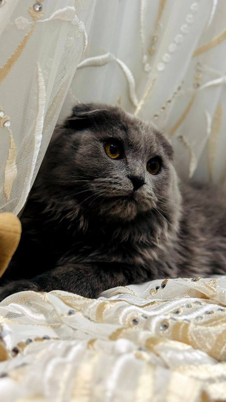 Продеам кота скотиш фолд