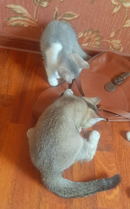Срочно шотландские котята подешевле не дорого