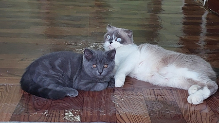 Продаётся котенок