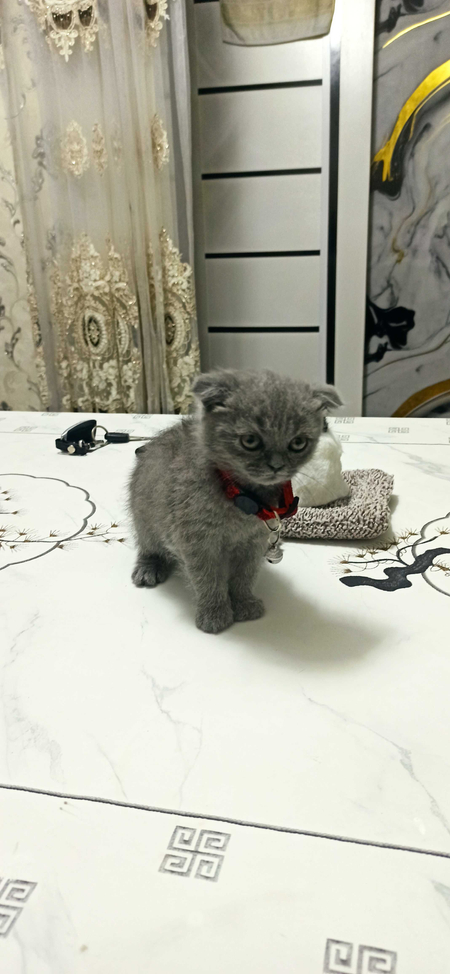Зотли мушукча сотилади