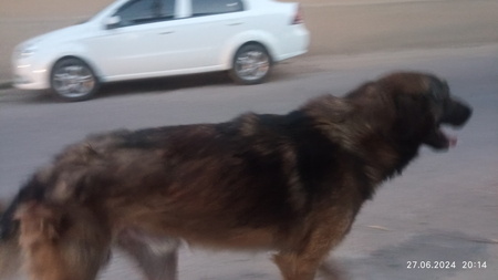 Отдам собаку в хорошие руки,в связи с продажей дома.
