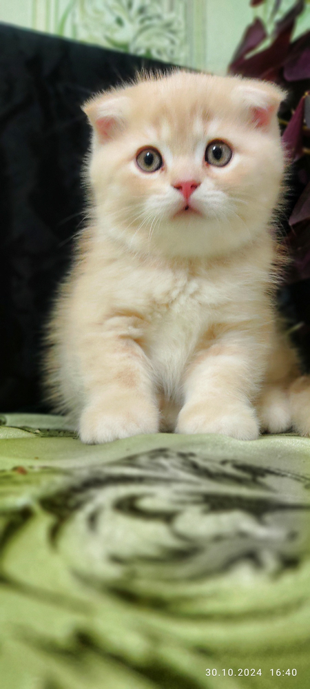 Котёнок скотиш фолд