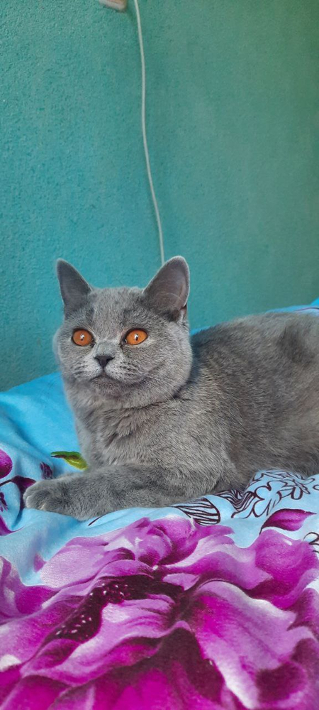 Mushuk siyamiski zotli