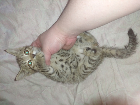 Котёнок в хорошие руки