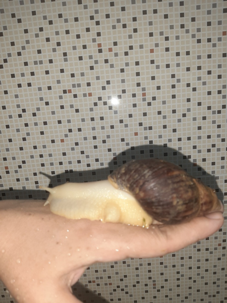 Ulitka sotiladi yuzga, boqishga