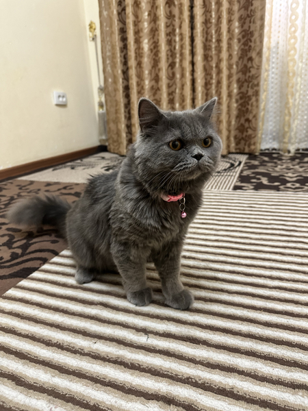 Scottish fold sotiladi yoki zot beradi.