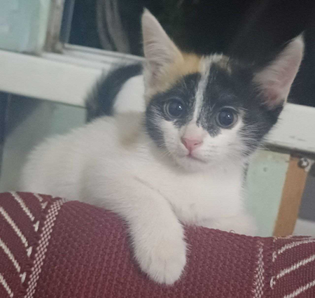 Милые котята , в добрые руки