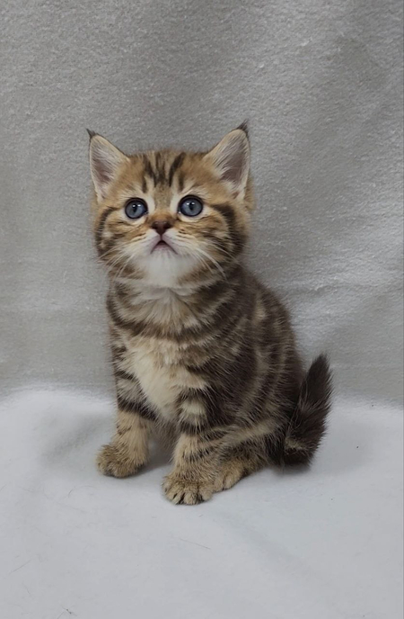 шотландка хайленд котёнок
