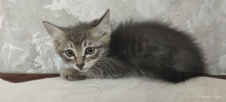 Котенок в добрые руки