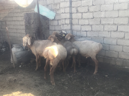 qassob xizmatlari услуги мясника