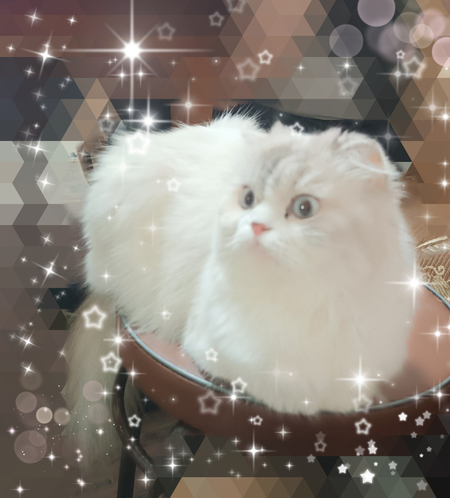 Scottish fold, highland