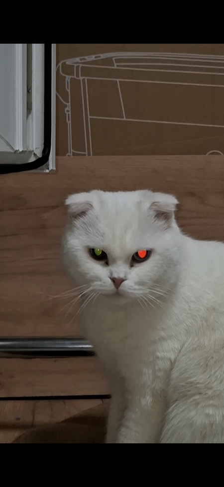Взяка кот ! Сотилмайди !