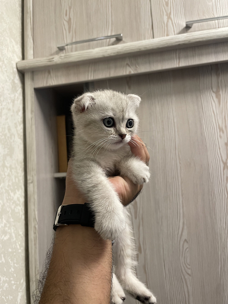 Скотиш фолд 2 месяца очень нежная щерсть