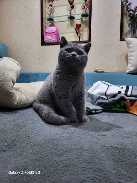 Британский котёнок