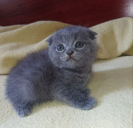 Продаются чистокровные Шотландские котята.
