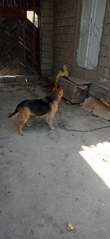 Bostochniy avcharka
