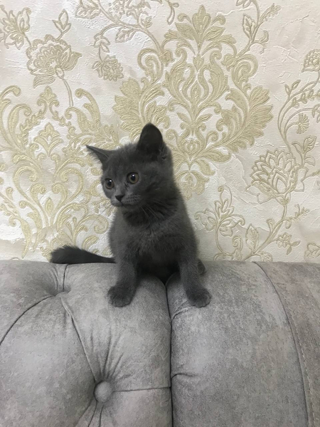 Акция.Продаётся британский котёнок