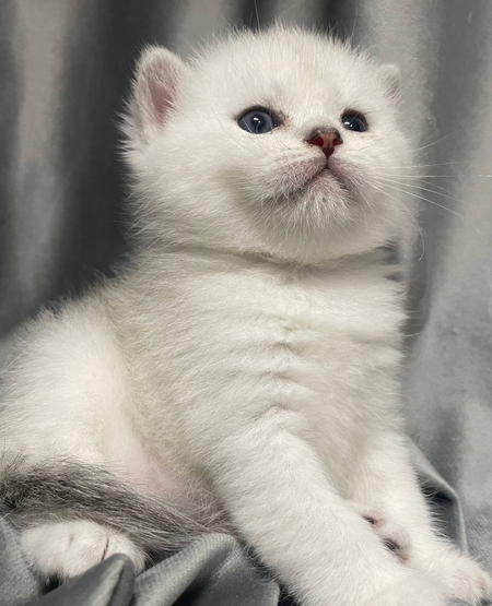 Британские котята
