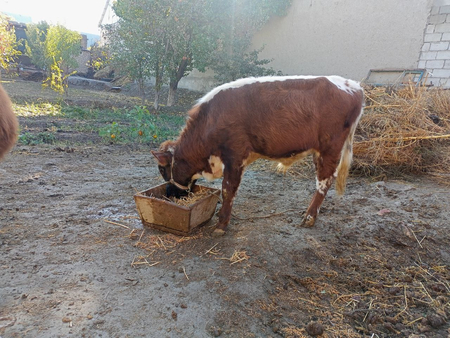 Buqacha sotiladi
