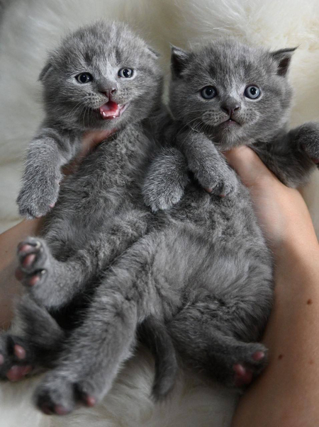 Чистокровные Шотландские котята
