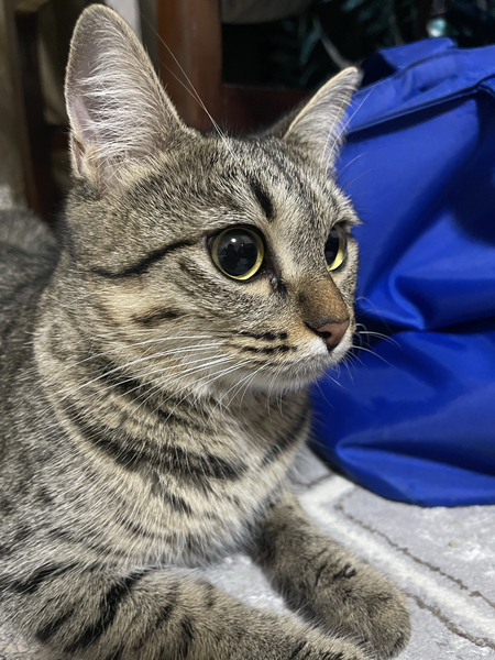 кошка очень ласковая