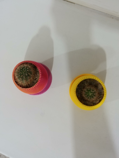 Кактусики мини Cactus