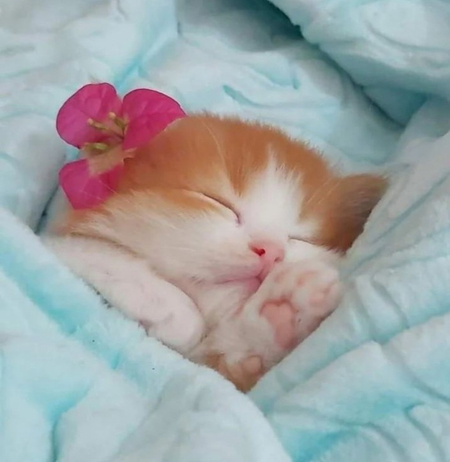 Передержка кошек и котов